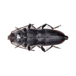 Tipos de Carcoma y Cómo matarlos por Completo – Multiplag | Tienda ...